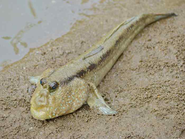 Mudskippers: Unusual Fish That Live on Land and in Water - Owlcation