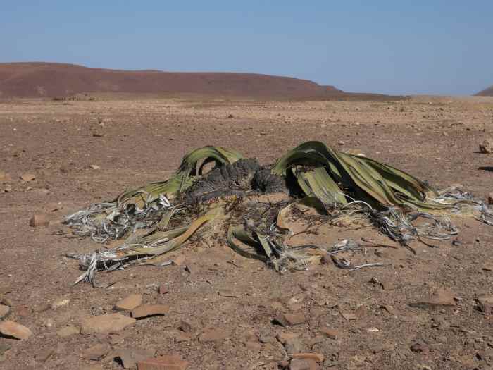 Top 20 Weirdest and Most Interesting Plants and Fungi in the World ...