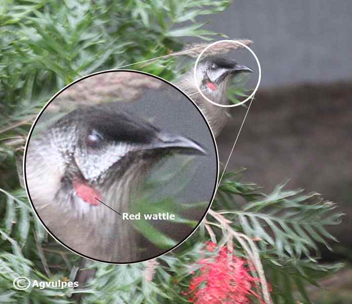 Australian Native Birds: The Wattlebirds - Owlcation