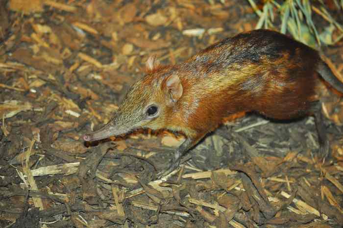 Elephant Shrews, or Sengis: Curious Mammals With Long Noses - Owlcation