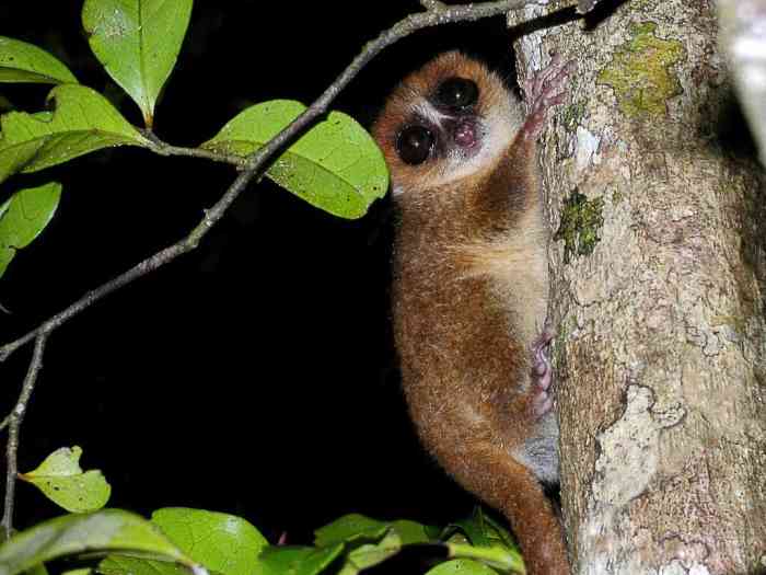 Mouse Lemurs: Tiny and Endangered Primates of Madagascar - Owlcation