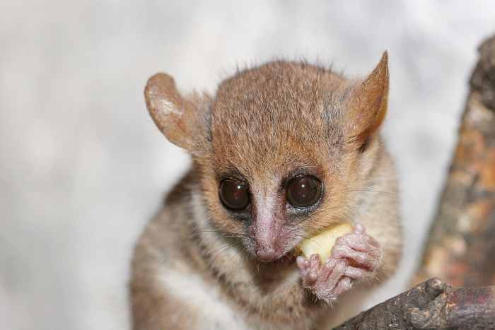 Mouse Lemurs: Tiny and Endangered Primates of Madagascar - Owlcation