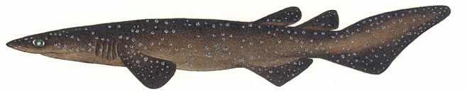 List of Types of Sharks in British Waters - HubPages