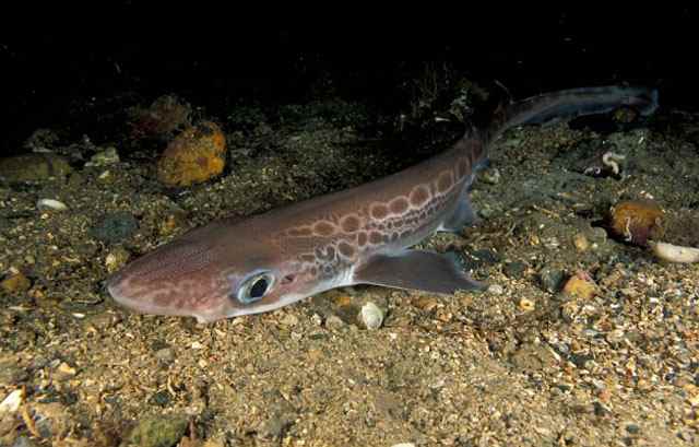 List of Types of Sharks in British Waters - HubPages