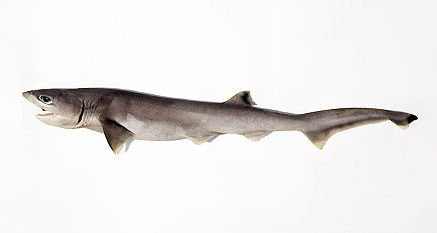 List of Types of Sharks in British Waters - HubPages