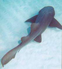 List of Types of Sharks in British Waters - HubPages