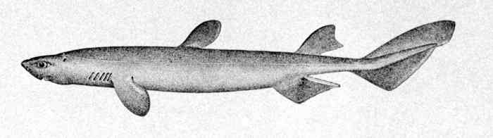 List of Types of Sharks in British Waters - HubPages