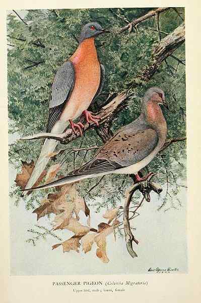 15 Extinct Bird Species and Possible Reasons for Their Extinction ...