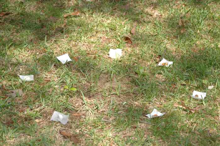 4 Fun Insect Science Projects for Kids - Owlcation