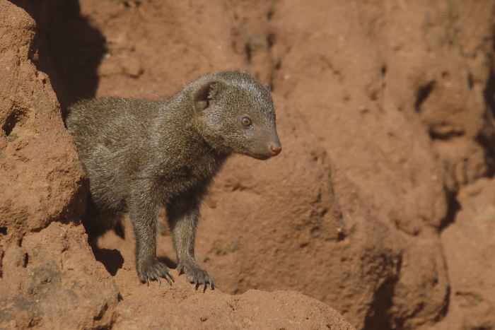 Dwarf Mongoose Facts: A Small and Social Carnivore in Africa - Owlcation