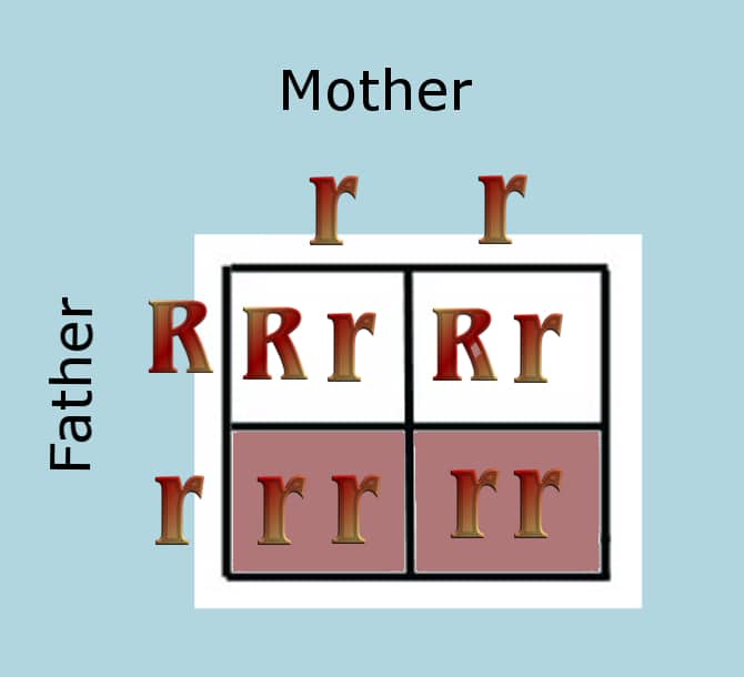 Redheads: The Genetics of Hair Color - Owlcation
