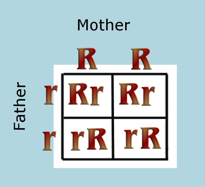 Redheads: The Genetics of Hair Color - Owlcation