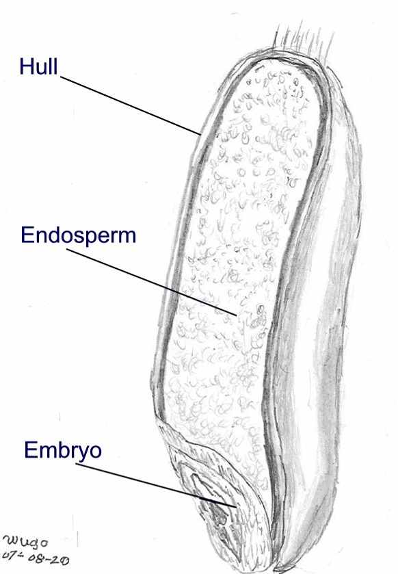 How Do Seeds Germinate? Monocots vs. Dicots - Owlcation