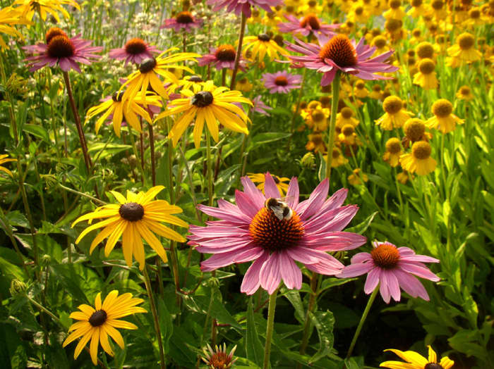 The Differences Between Angiosperms And Gymnosperms Owlcation