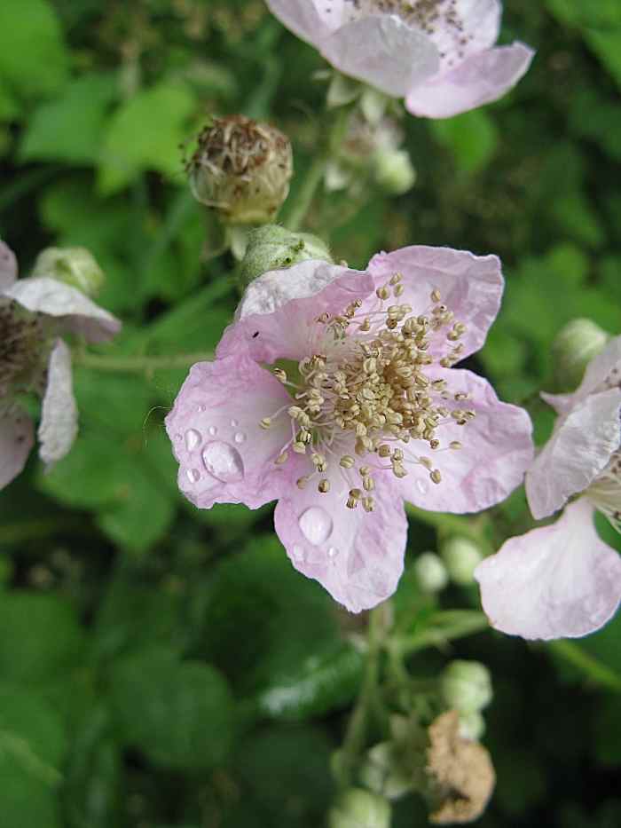 Himalayan Blackberry: An Invasive Plant and Delicious Fruit - Owlcation
