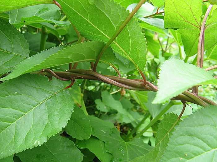 Hedge Bindweed, or Wild Morning Glory: An Invasive Plant - Owlcation