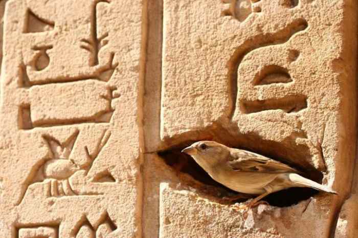 The Meaning of Sparrows: Symbolism and Identification - Owlcation