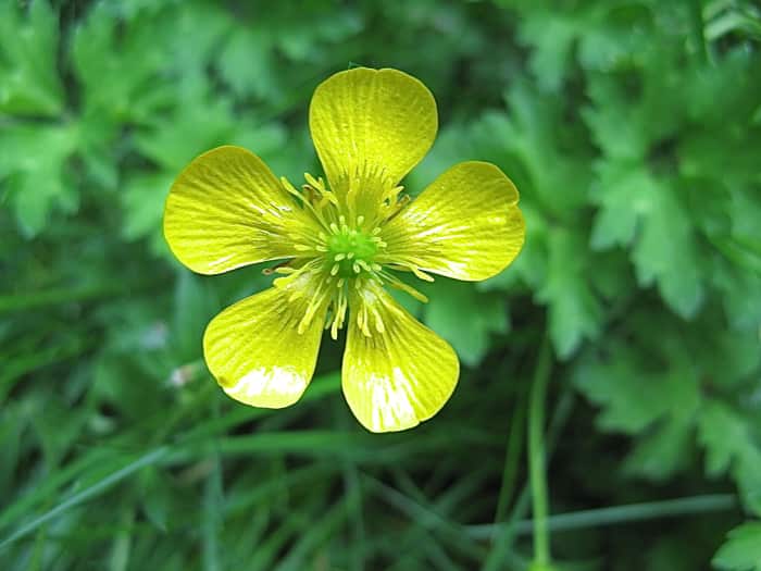 Buttercups and Daisies: Lovely Flowers of Spring and Summer - Owlcation