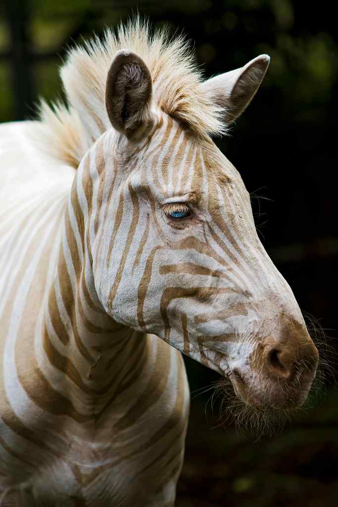 Meet Zoe, the Rare Golden Zebra - HubPages