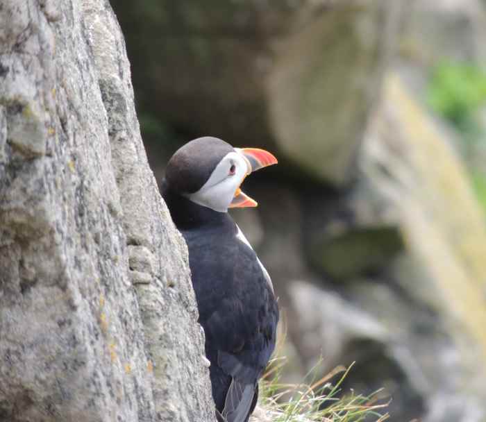 Fun Facts About Puffins for Kids - HubPages