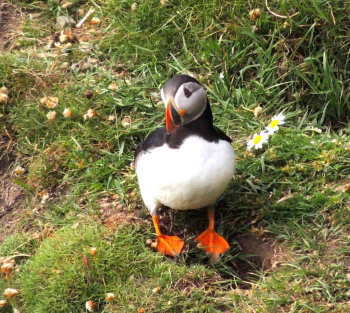 Fun Facts About Puffins for Kids - HubPages