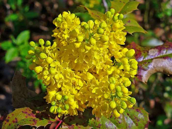 Oregon Grape Plant and Potential Uses of Berberine - Owlcation