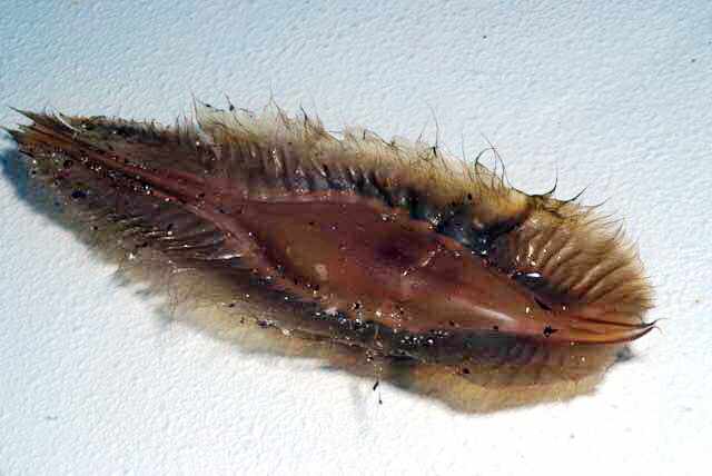 Chimaera Facts: Strange Fish With a Cartilaginous Skeleton - Owlcation