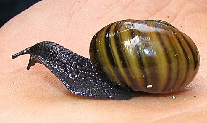 Giant African and New Zealand Land Snails: Fascinating Species - Owlcation