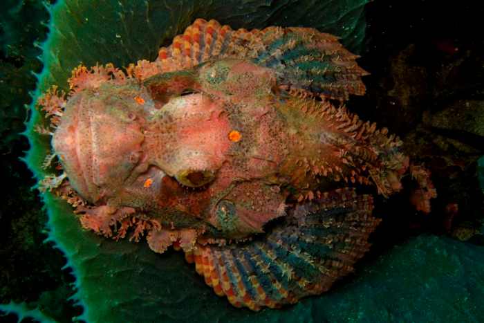 17 Ugly Fish and Weird Sea Creatures - Owlcation