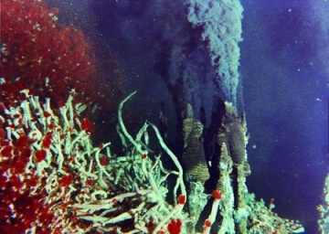 What Are Chemosynthetic Bacteria? - HubPages