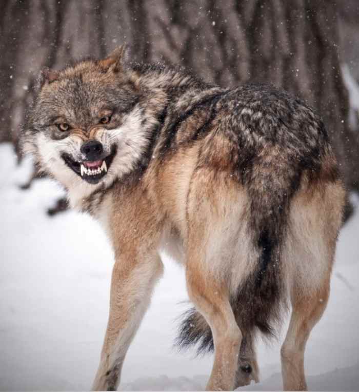 Review and Analysis: "Love of Life" by Jack London - Owlcation