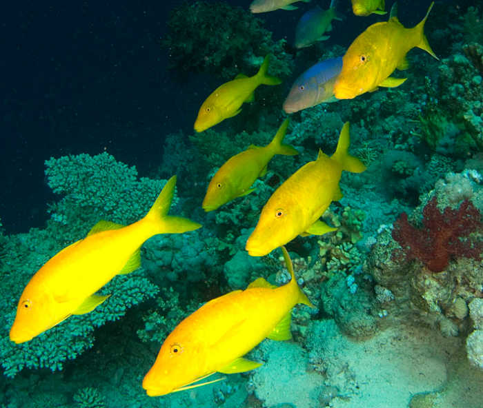 10 Spectacular Yellow Coloured Fish—A Visual Feast - Owlcation