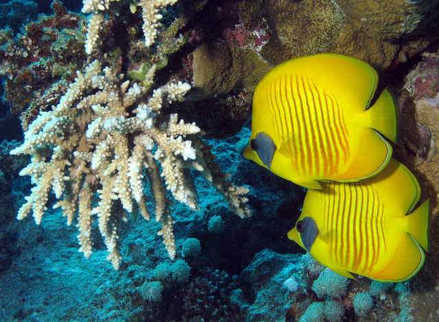 10 Spectacular Yellow Fish - Owlcation