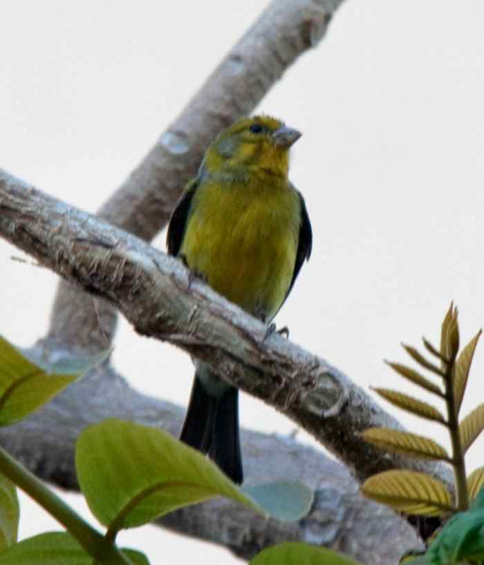 Finches Come in All the Colors of the Rainbow - Owlcation