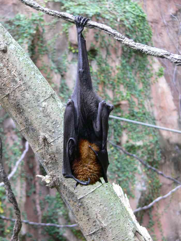 The Large or Malayan Flying Fox and Interesting Bat Facts - Owlcation
