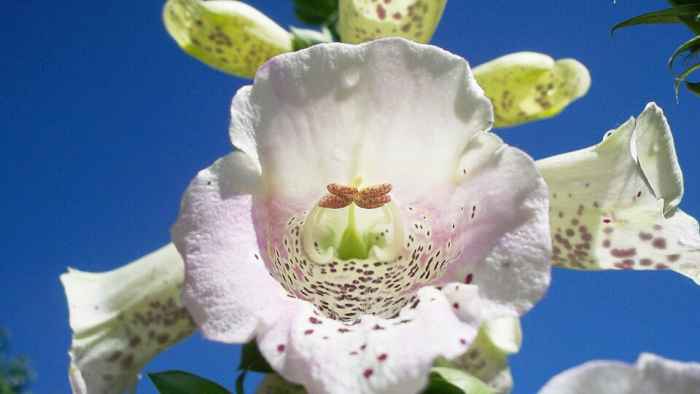 Foxgloves: Beautiful Flowers and Digitalis Health Effects - Owlcation