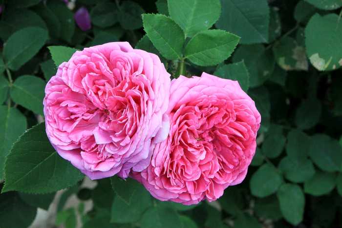 Roses: Plant and Flower Facts, Photos, and Symbolic Meanings - Owlcation