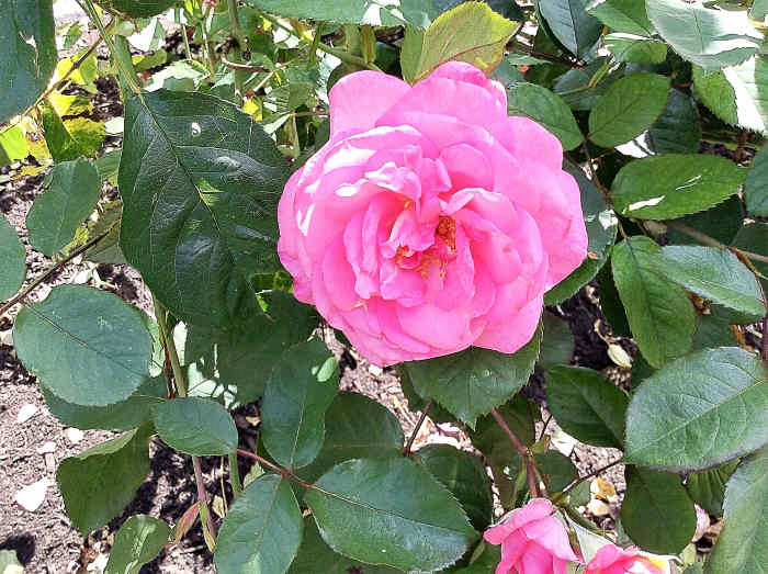 Roses: Plant and Flower Facts, Photos, and Symbolic Meanings - Owlcation