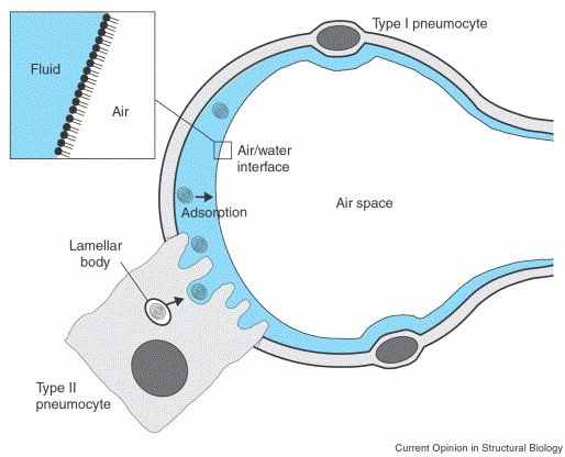 Lung Compliance and Elastance - Owlcation