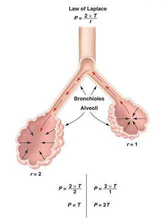 Lung Compliance and Elastance - Owlcation