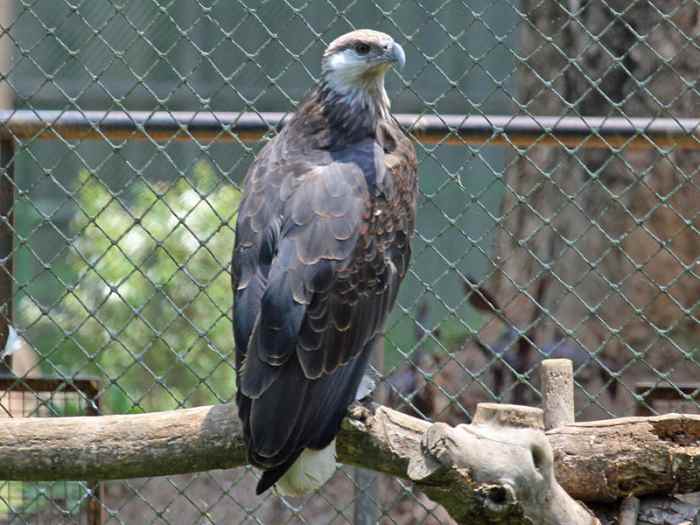 Everything You Wanted to Know About the Madagascar Fish Eagle - HubPages