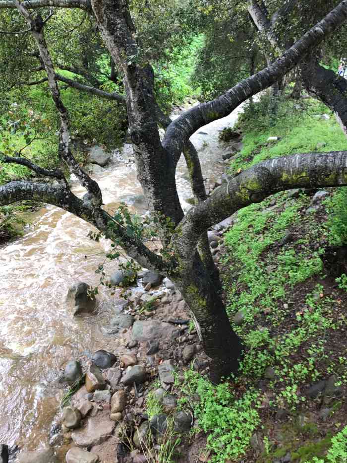 Tree Meditation: Calming Down in Nature - RemedyGrove