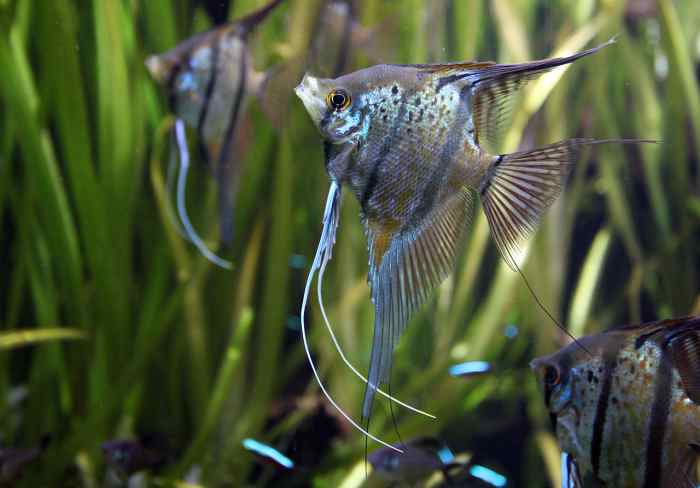 15 Predatory and Aggressive Aquarium Fish That Eat Other Fish - HubPages