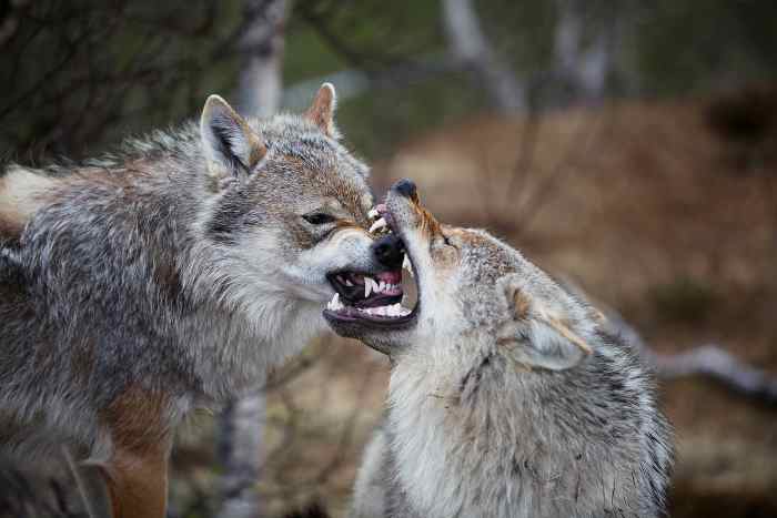 Wolves 101: Habitat, Diet, Communication, and Conservation - Owlcation