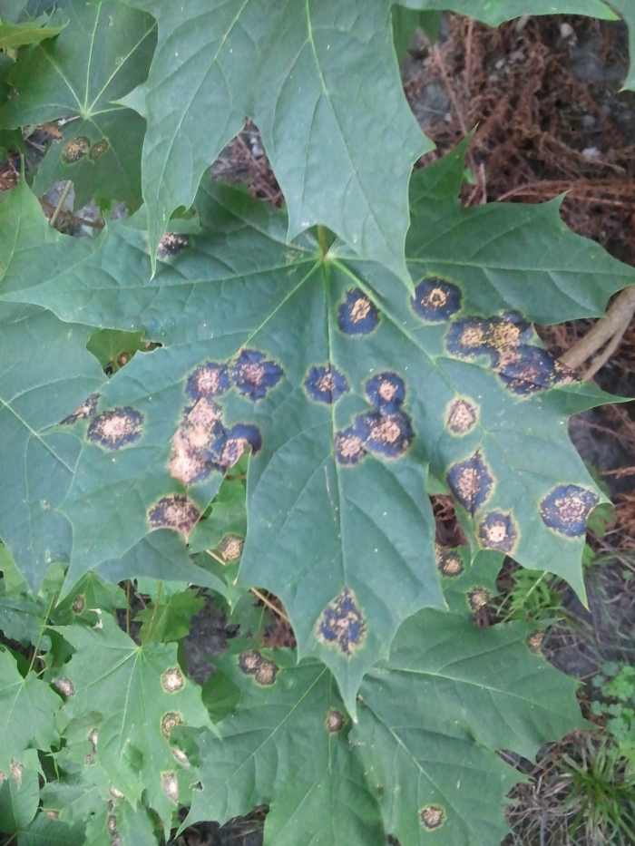 How to Identify and Control Maple Tar Spot - HubPages