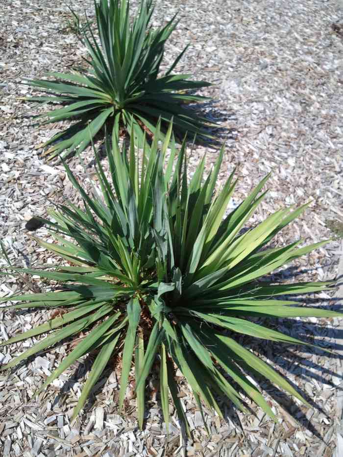 How to Take Care of a Yucca Plant - HubPages