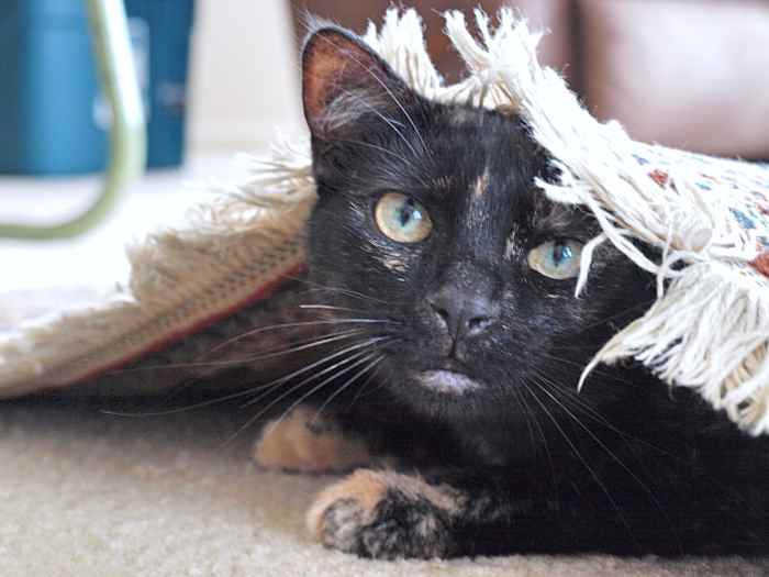 How To Stop Your Cat From Peeing In The House PetHelpful How To Stop Your Cat From Peeing In The House PetHelpful