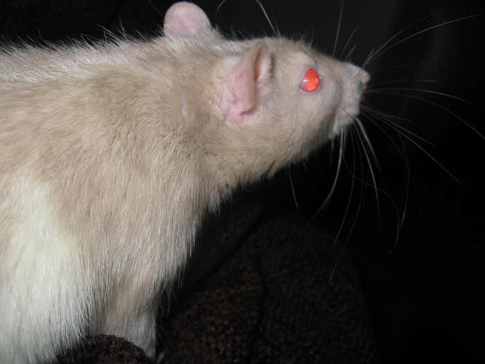 Rats and Their Types, Colors, and Patterns (With Photos) - PetHelpful