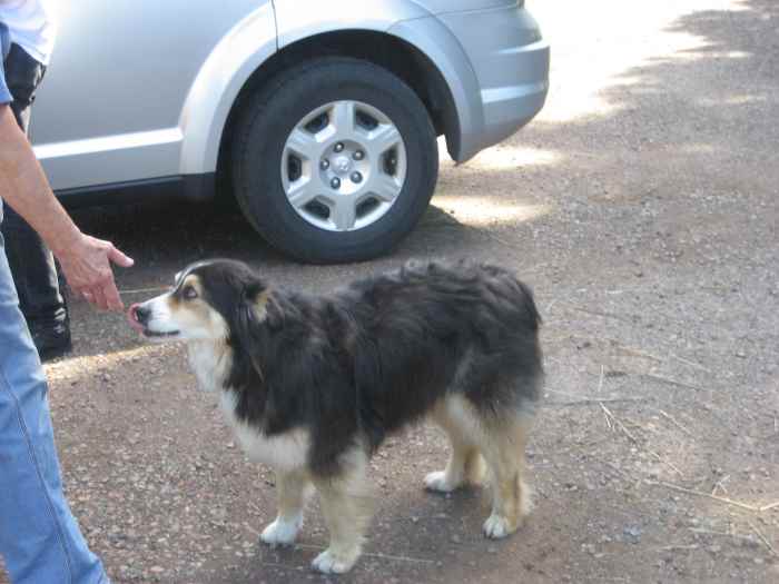 How to Choose the Best Breed of Dog for Your Barn - HubPages