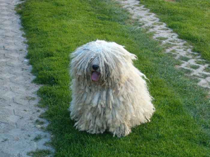 Facts About the Hungarian Puli (Or, the Mop Dog) - HubPages